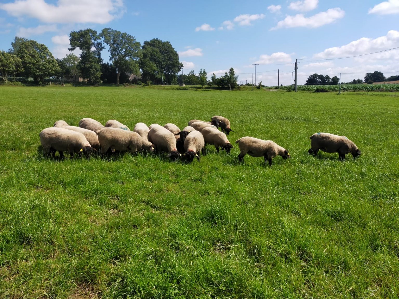 Elevage de Moutons Texel et Suffolk, vaches Bretonne Pie Noir